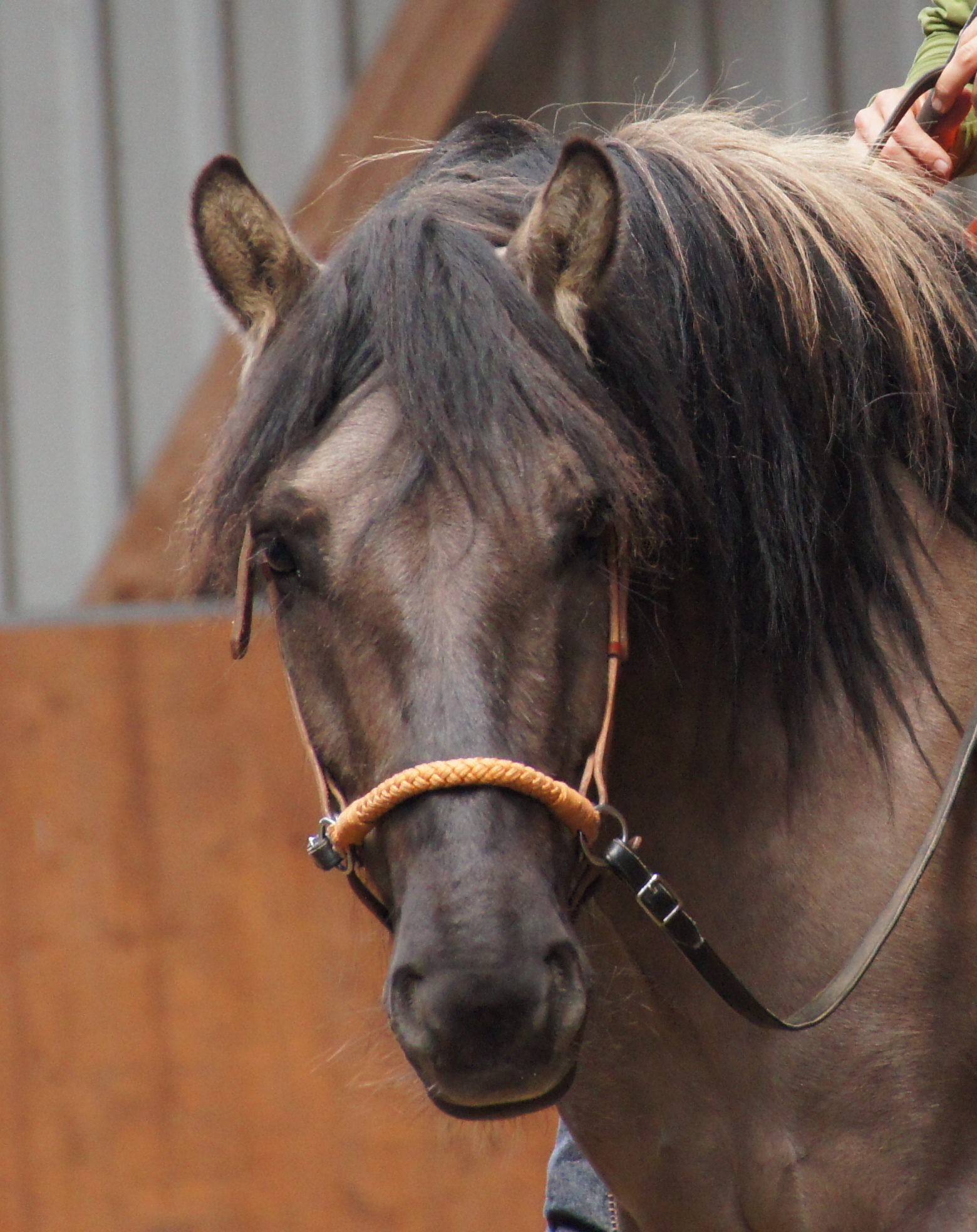 Danke für das Abenteuer – los, such Dir ein neues! – Schotten-Pony