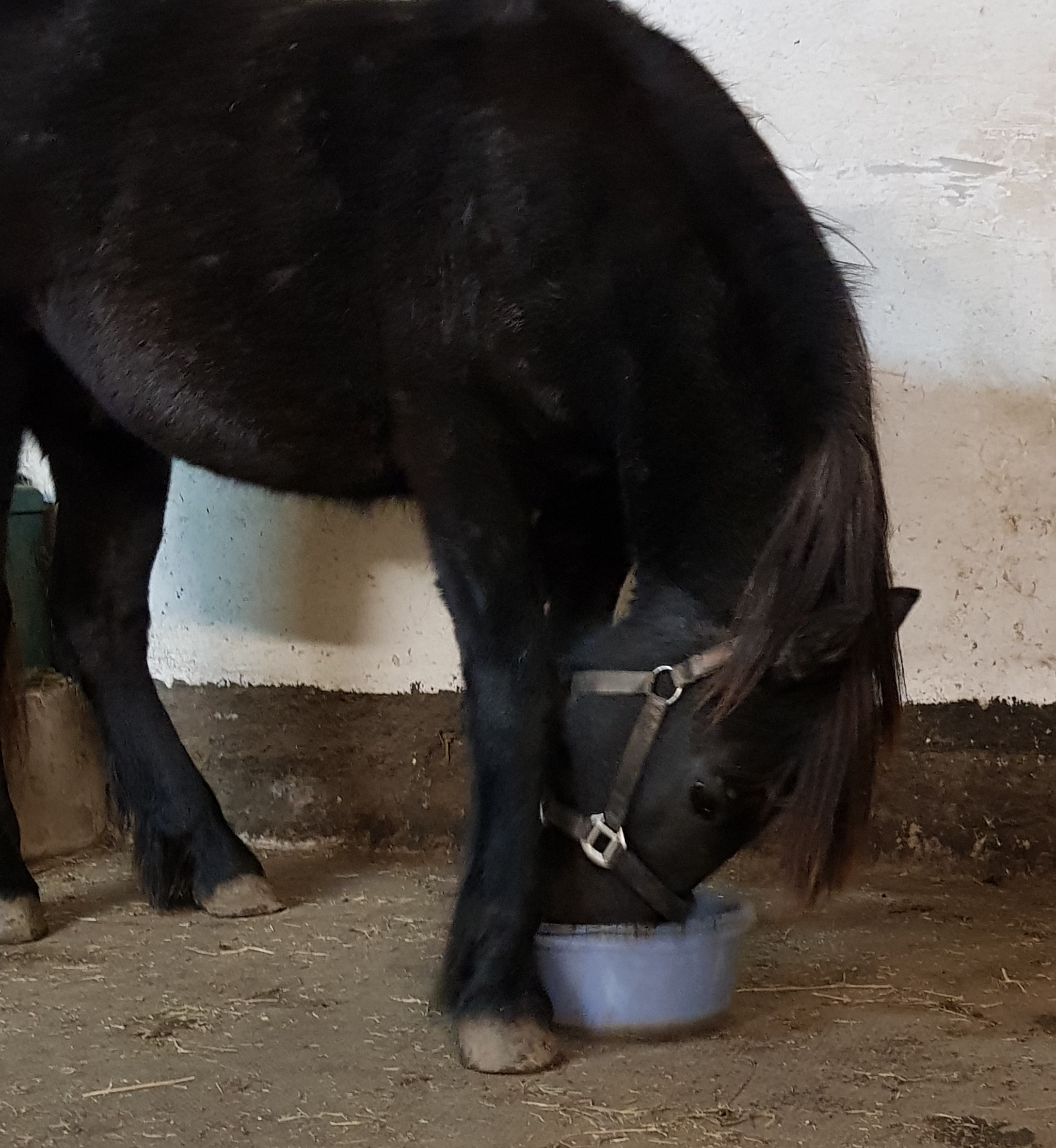 Silbertablett – Schotten-Pony