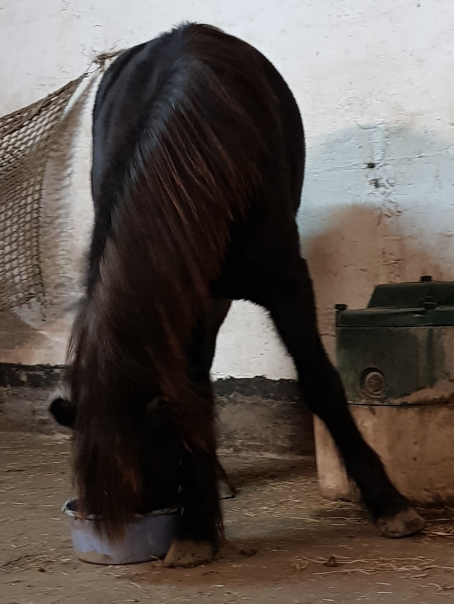 Silbertablett – Schotten-Pony