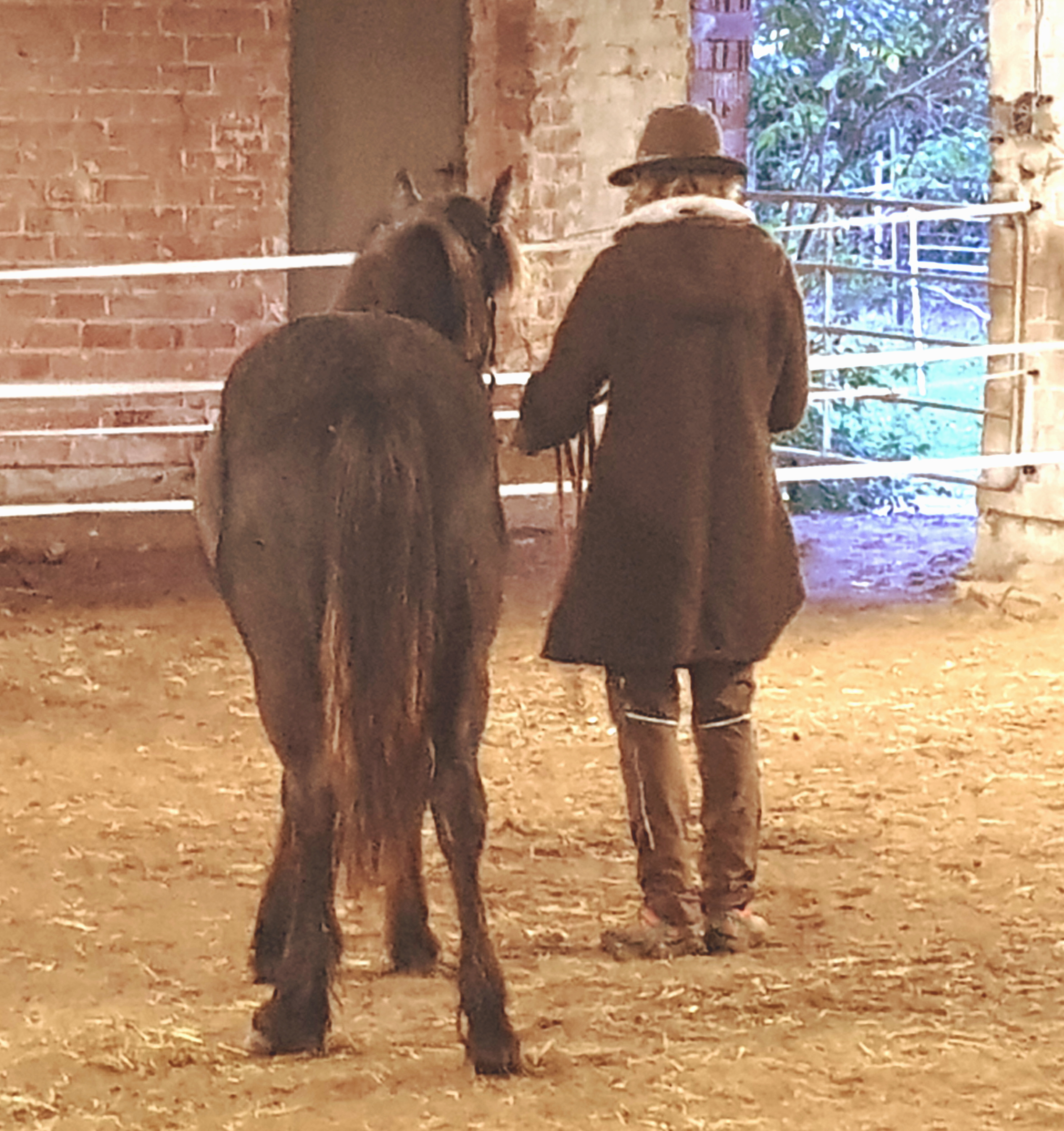 Wünsche werden wahr – Schotten-Pony