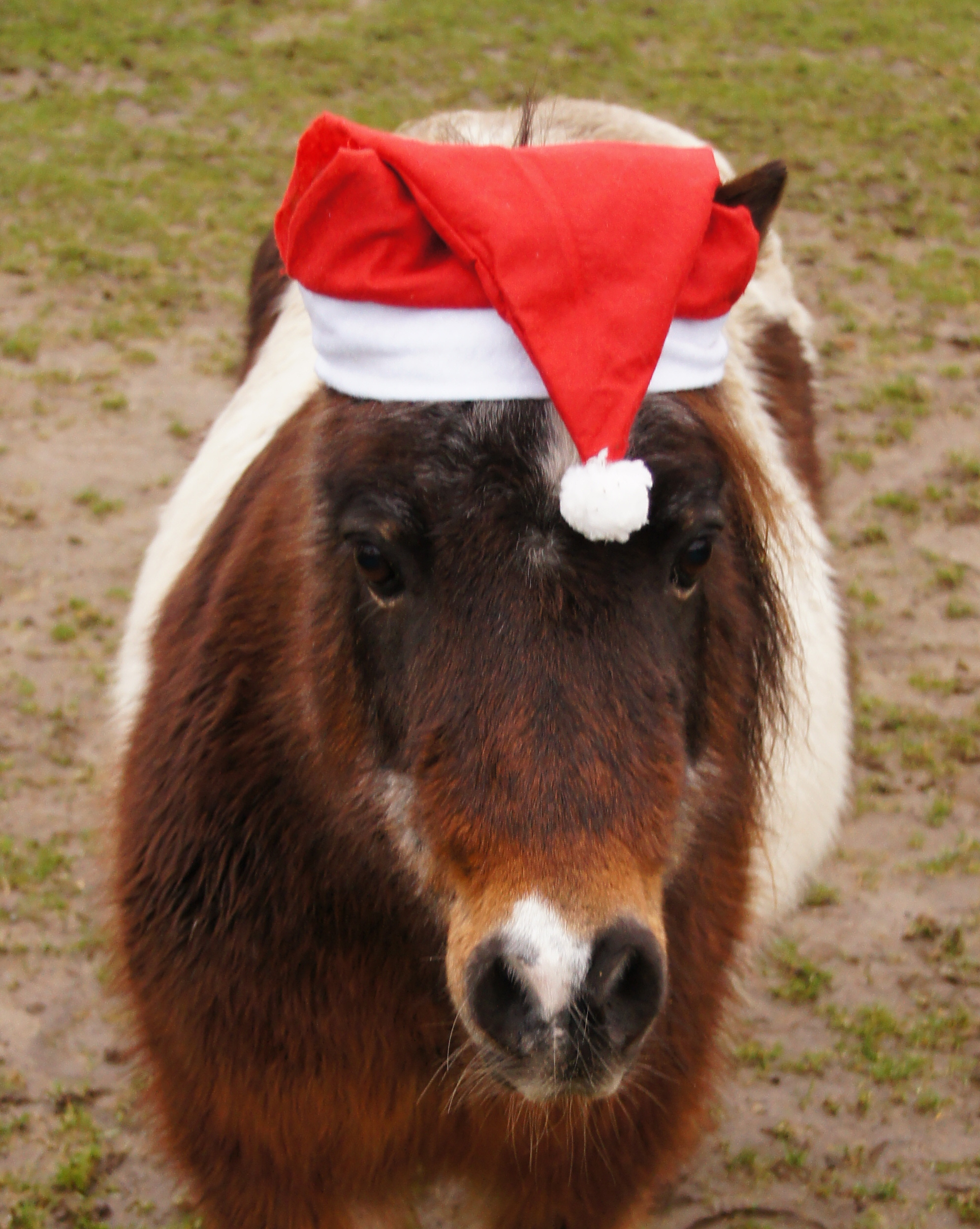 Geschenke – Schotten-Pony