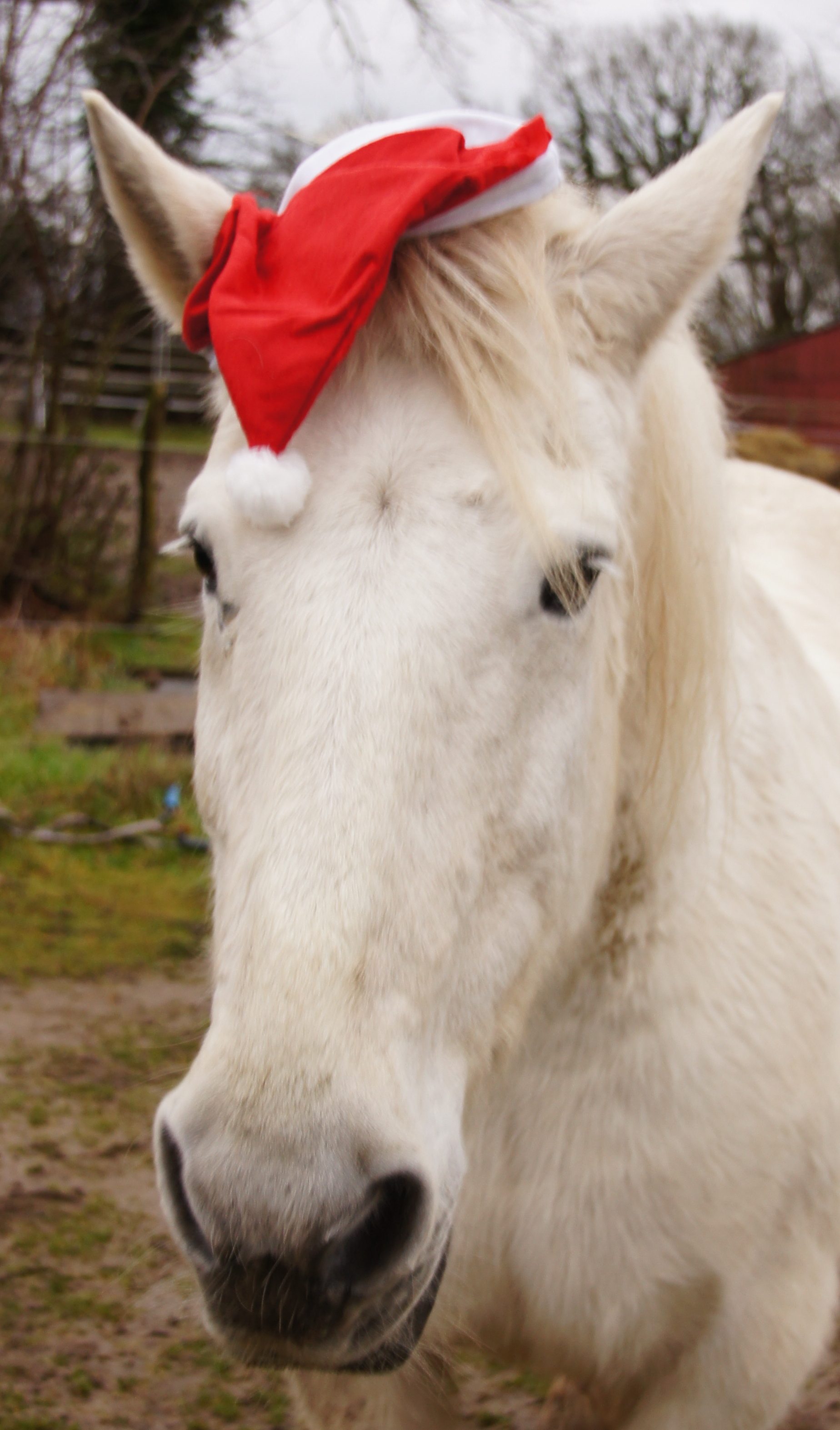 Geschenke – Schotten-Pony
