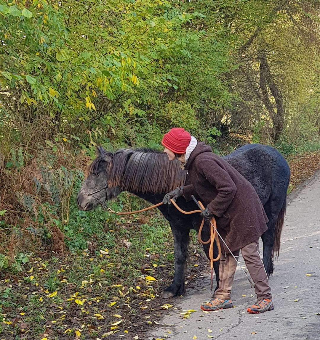 Schau mal! – Schotten-Pony