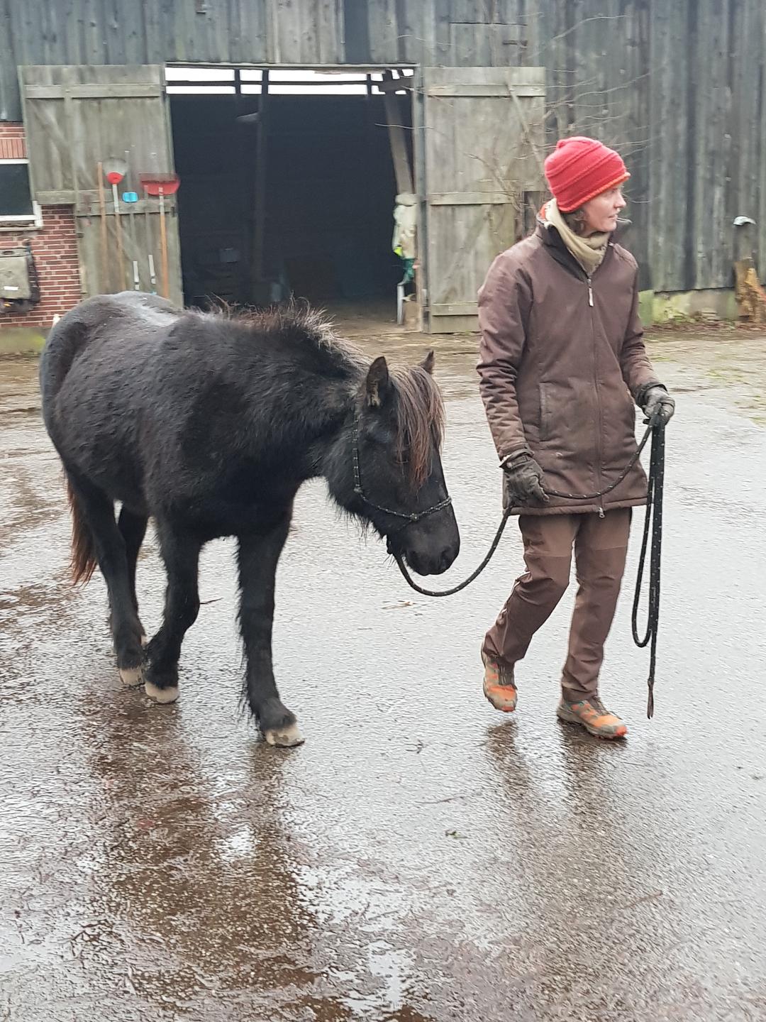 Herausforderung – Schotten-Pony