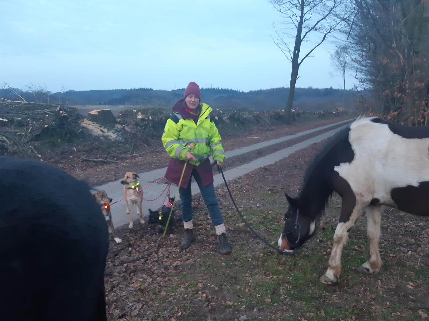 Richtigstellung – Schotten-Pony