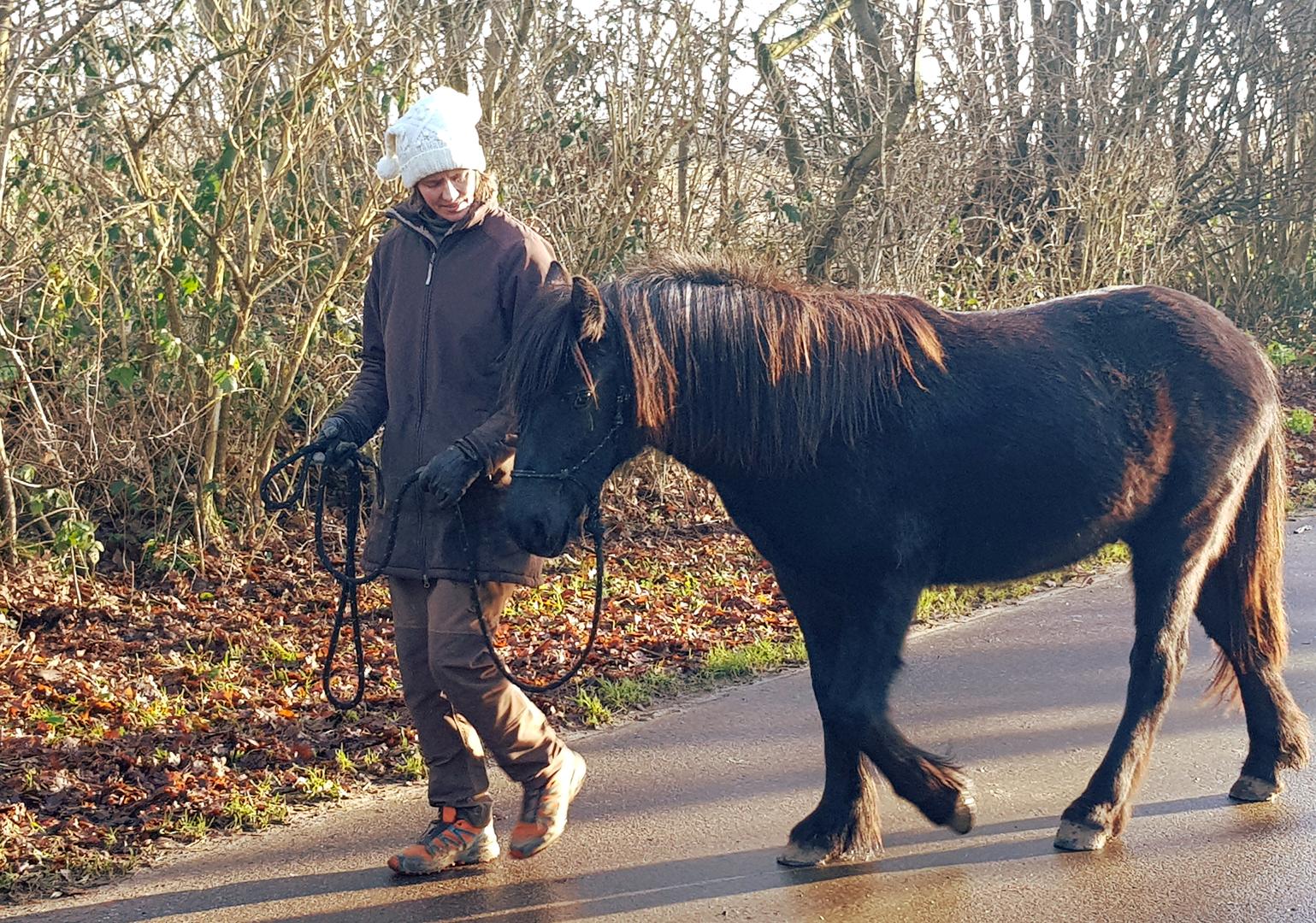 Ein neues Jahr – Schotten-Pony