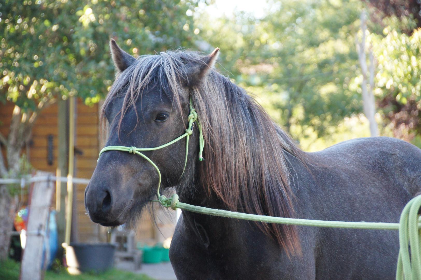 Kennen-Lernen – Schotten-Pony