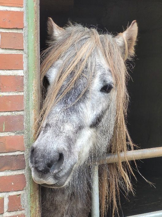 Fortschritte – Schotten-Pony