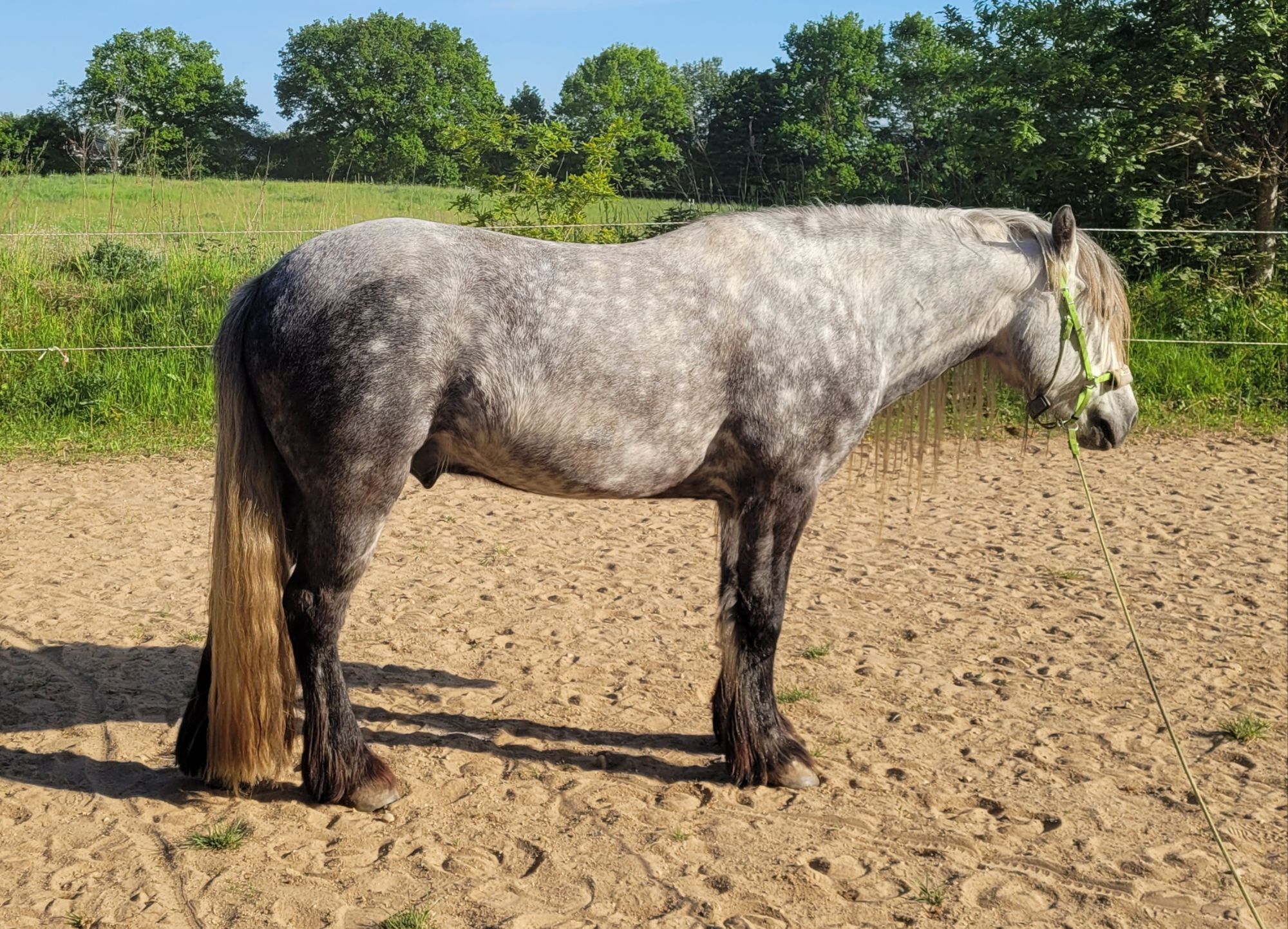 Aus dem Tagebuch des Sir Duncan Dhu vom 26. Mai 2025 – Schotten-Pony