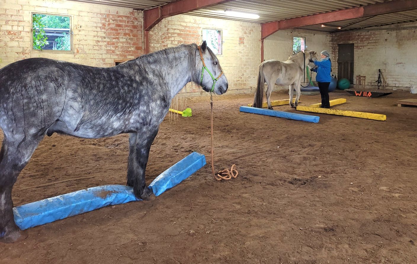Aus dem Tagebuch des Sir Duncan Dhu vom 6. Oktober 2025 – Schotten-Pony